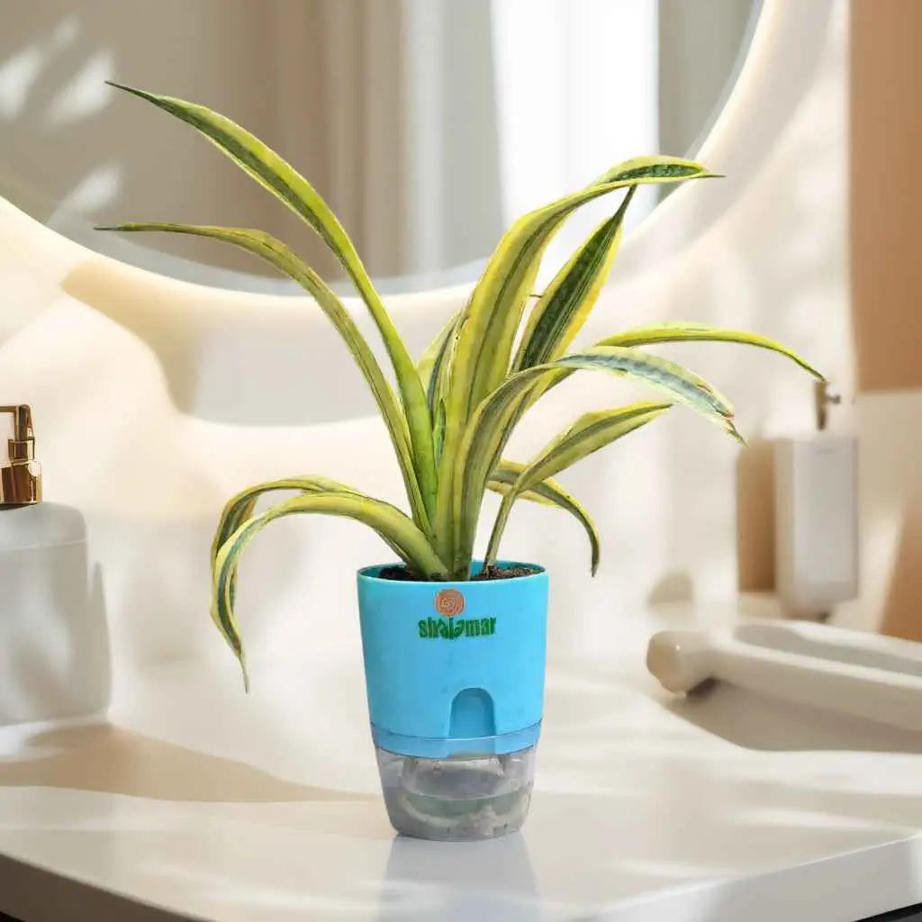 Sansevieria Yellow Snake Plant in Self Watering Pot – Shalamar ...