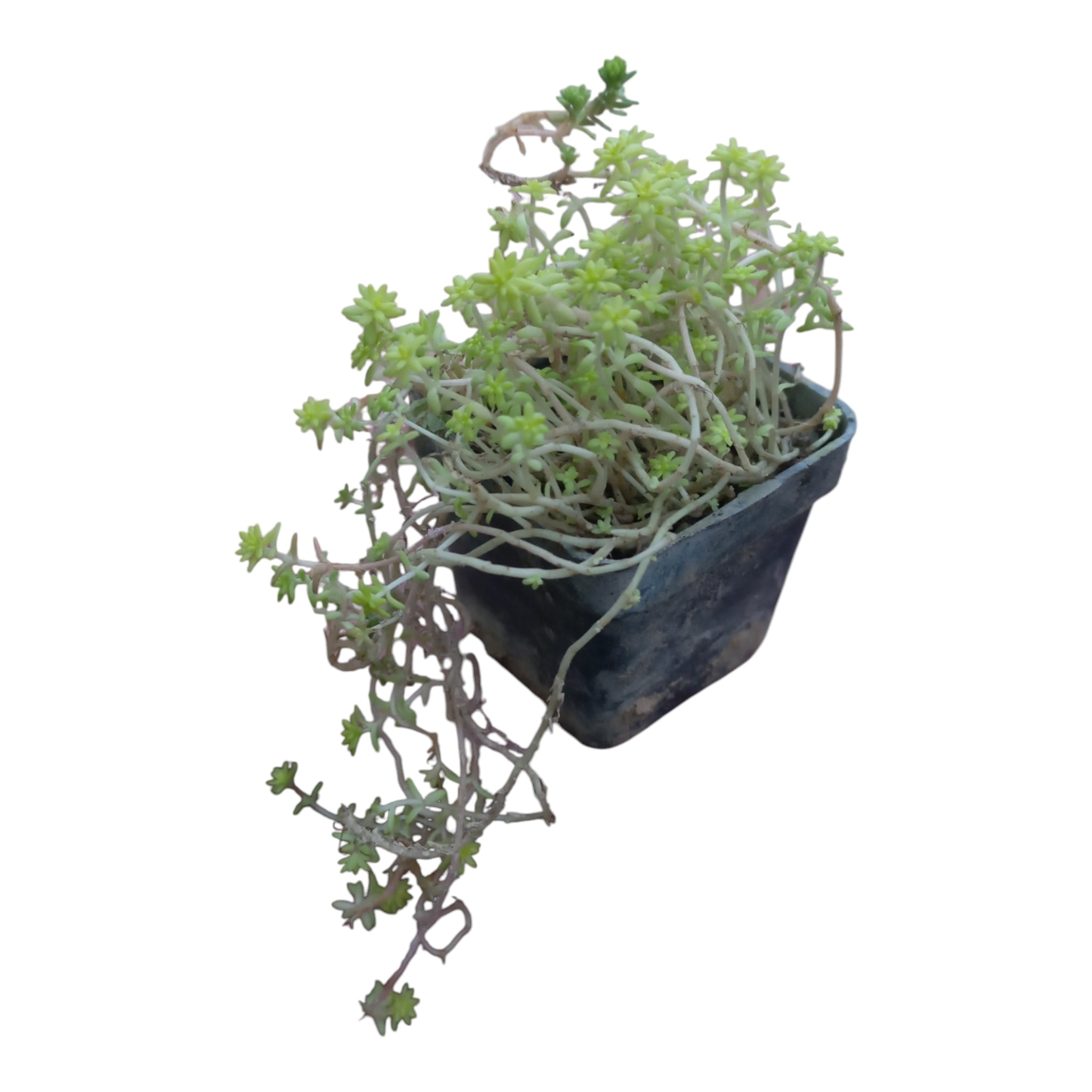 Sesum japonicum Tokyo Sun exclusive at Shalamar Nurseries & – Shalamar ...